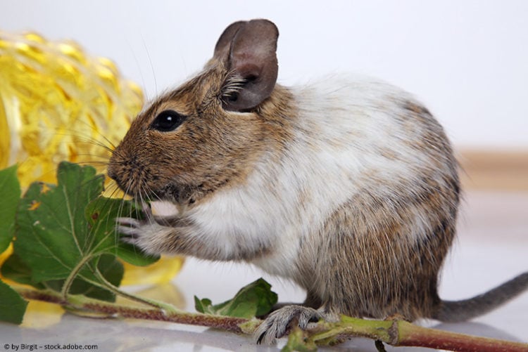 Degu Haltung: Die südamerikanischen Nager artgerecht pflegen